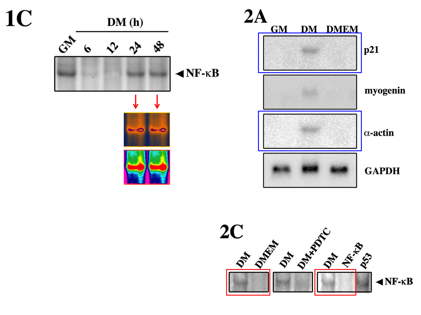 Does Spanish Research recruit its Leaders from PubPeer? – For Better ...