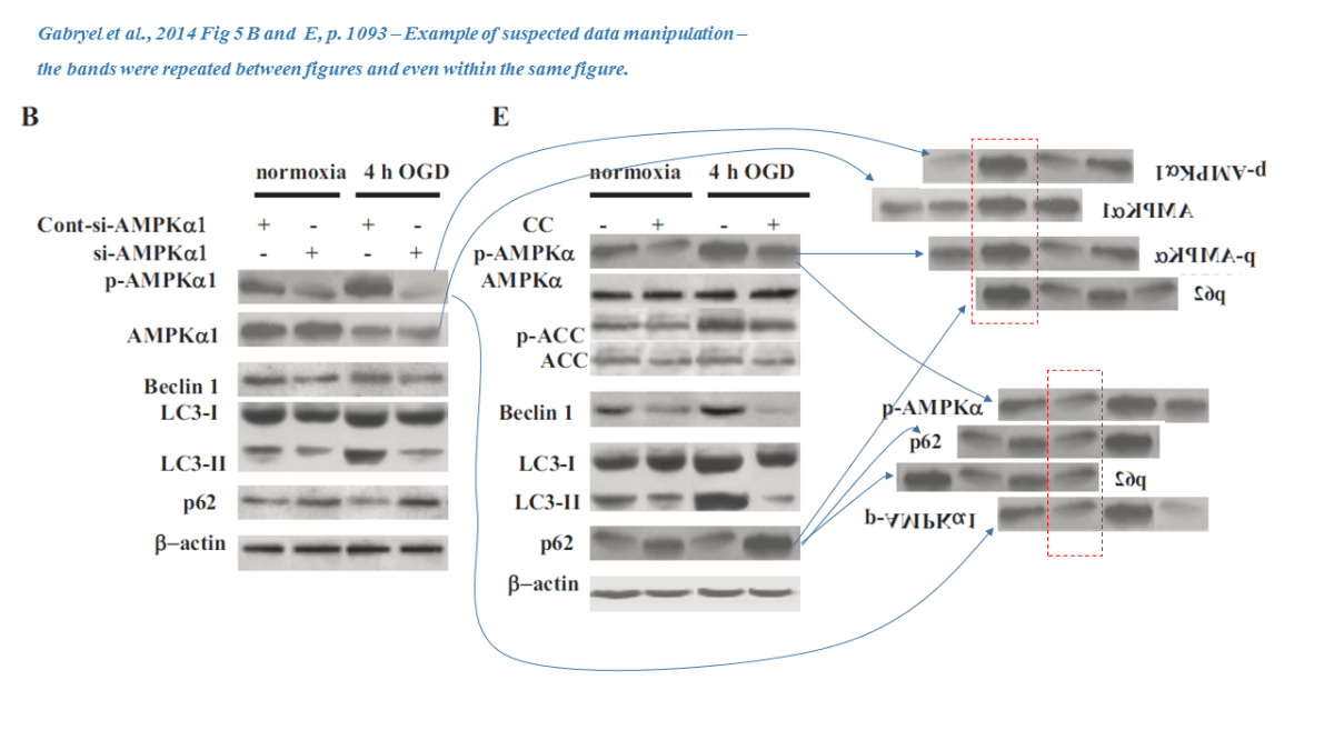 The western blot doctors of Silesia – For Better Science