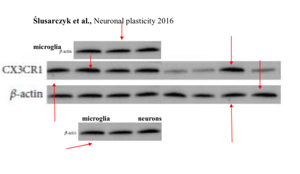 slusarczyk-2 – For Better Science