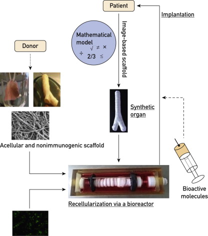 Bioethicist Arthur Caplan calls for retraction of all Macchiarini ...