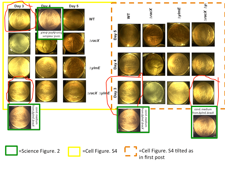 The PubPeer Stars of Weizmann Institute – For Better Science