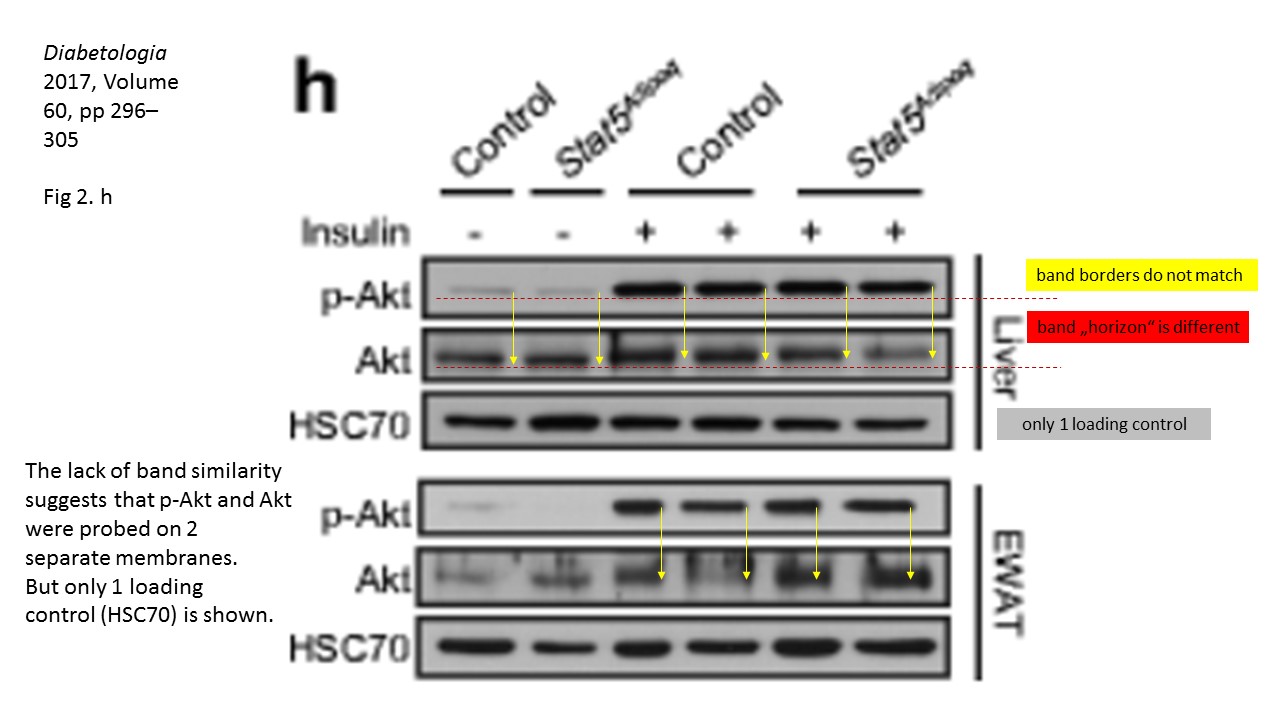 On Western blot loading controls: lessons from Richard Moriggl lab ...