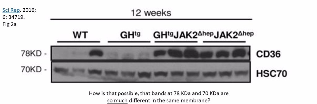 On Western blot loading controls: lessons from Richard Moriggl lab ...
