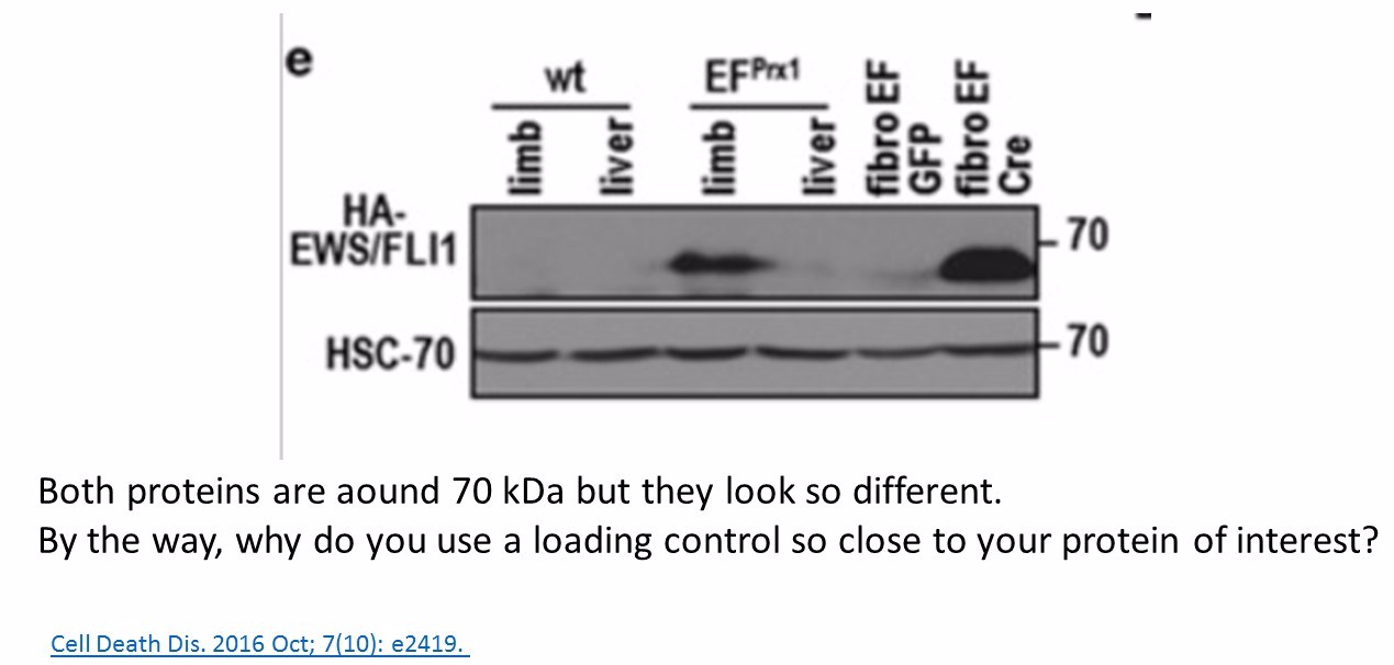 On Western blot loading controls: lessons from Richard Moriggl lab ...