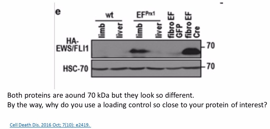 On Western blot loading controls: lessons from Richard Moriggl lab ...