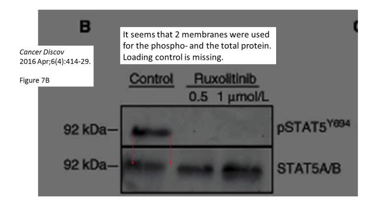 On Western blot loading controls: lessons from Richard Moriggl lab ...