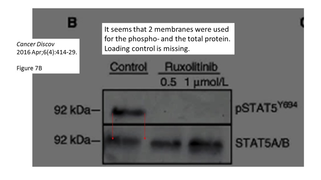 On Western blot loading controls: lessons from Richard Moriggl lab ...