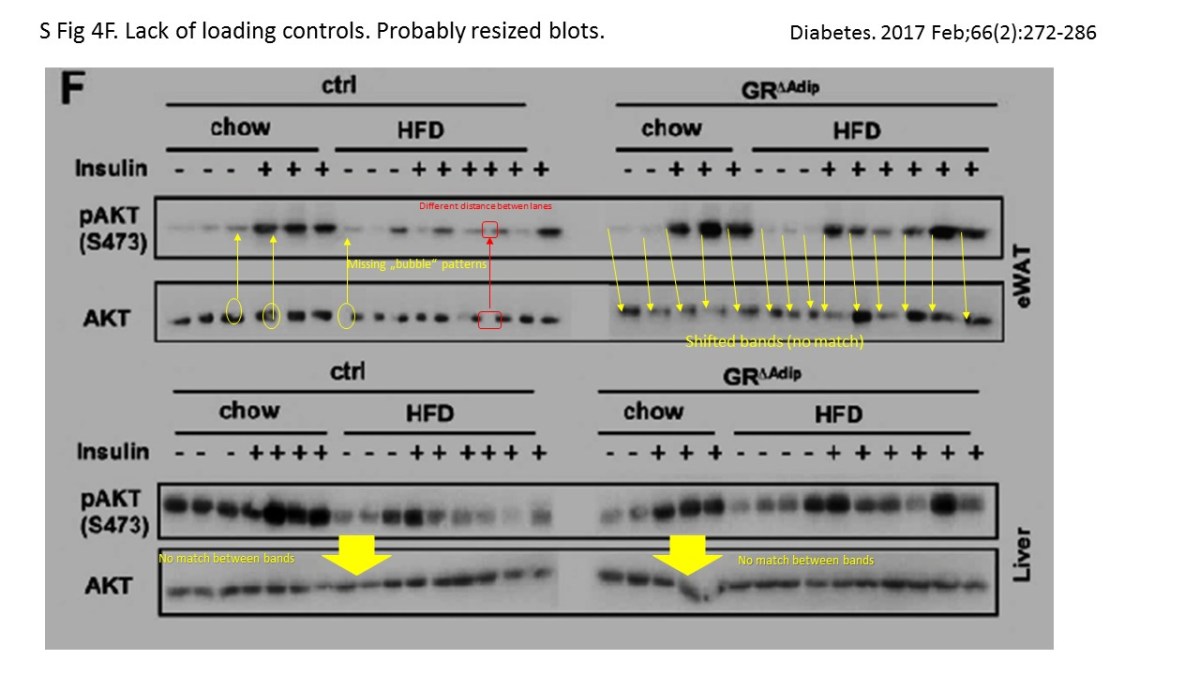 On Western blot loading controls: lessons from Richard Moriggl lab ...