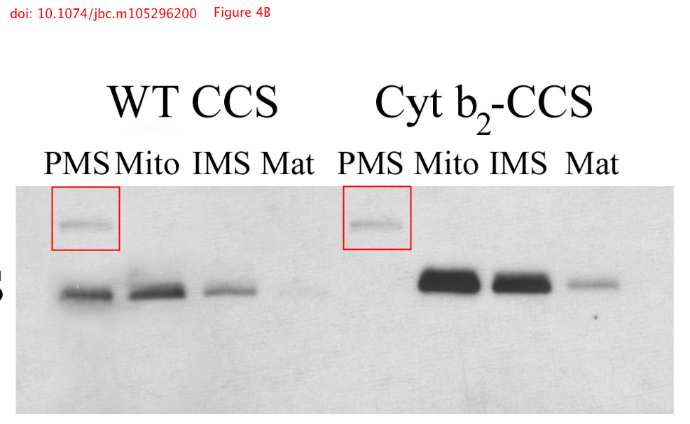 DFG and Marburg drop misconduct investigation of Roland Lill papers ...