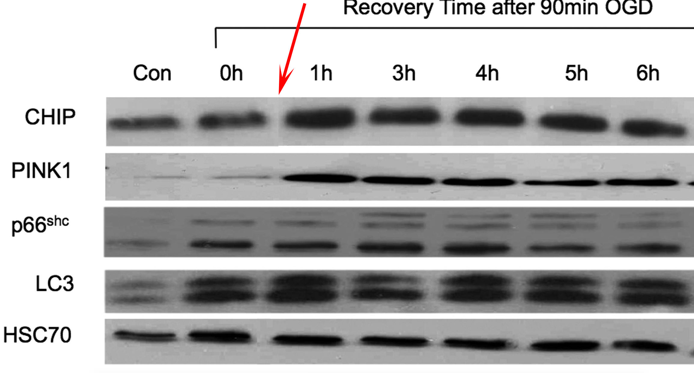 Western blot loading control libraries and beyond – For Better Science