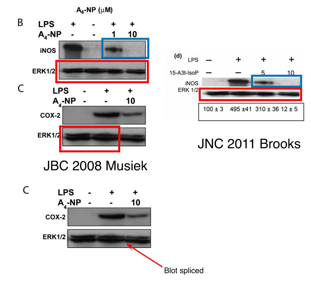 Western blot loading control libraries and beyond – For Better Science