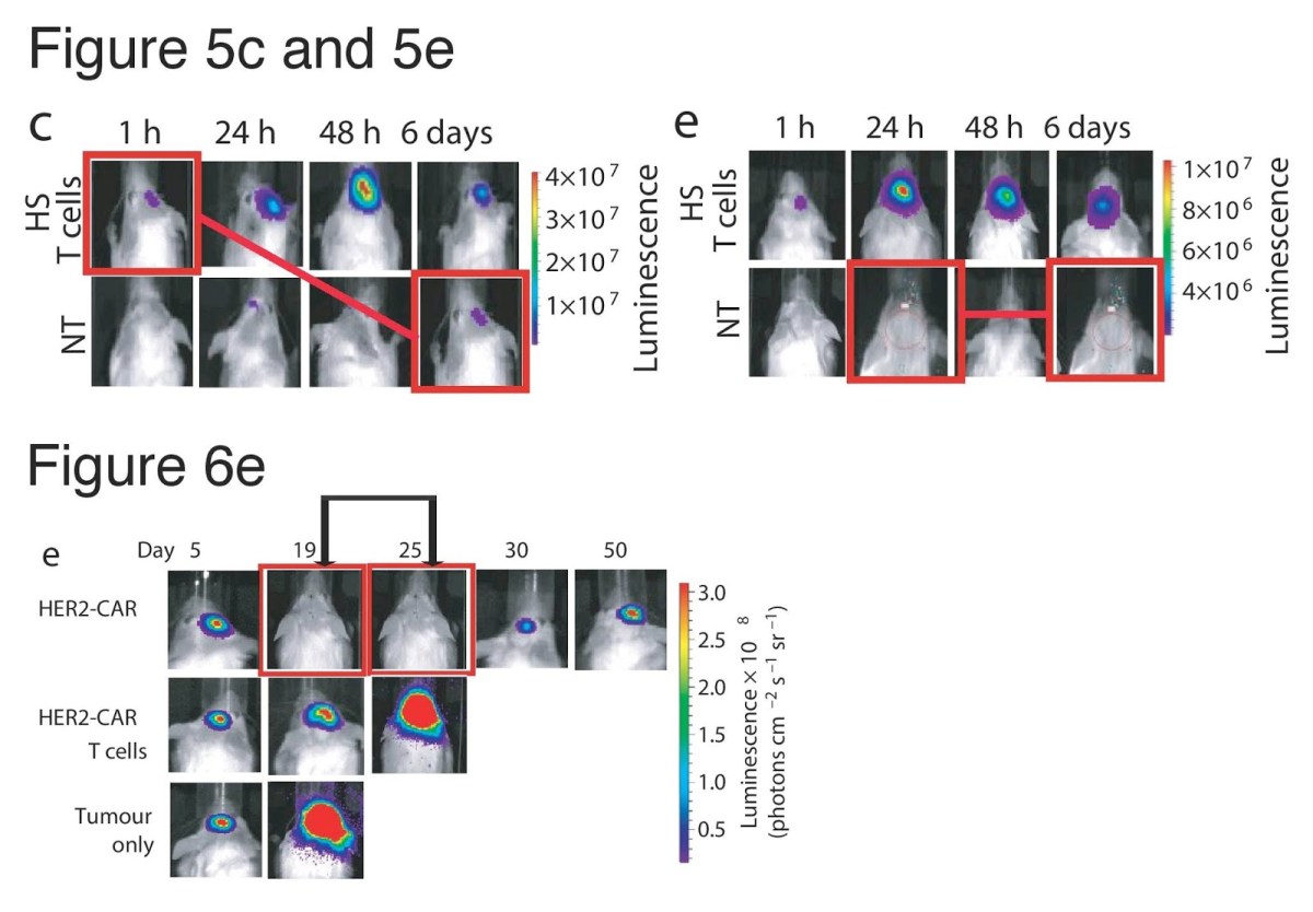 Texas Photoshop Massacre (in Nature) – For Better Science