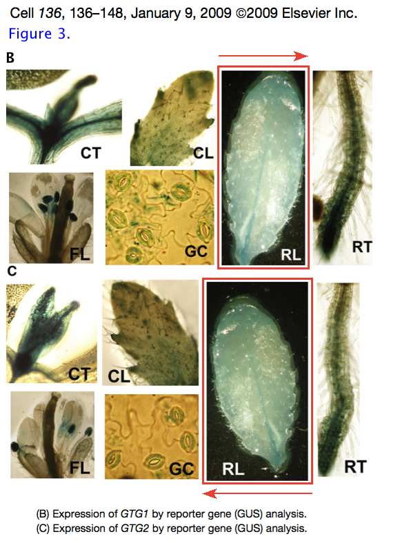 Sally Assmann, right EiC choice for Plant Cell? – For Better Science