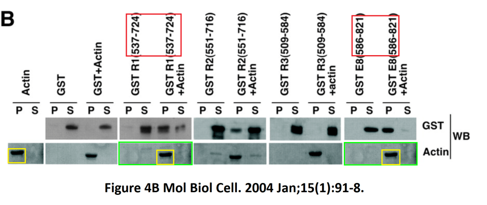 Pier Paolo and Pier Giuseppe, the titans of IFOM-IEO – For Better Science