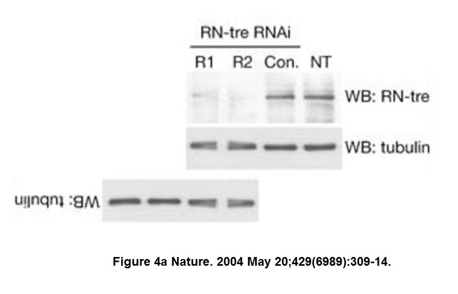 Pier Paolo and Pier Giuseppe, the titans of IFOM-IEO – For Better Science