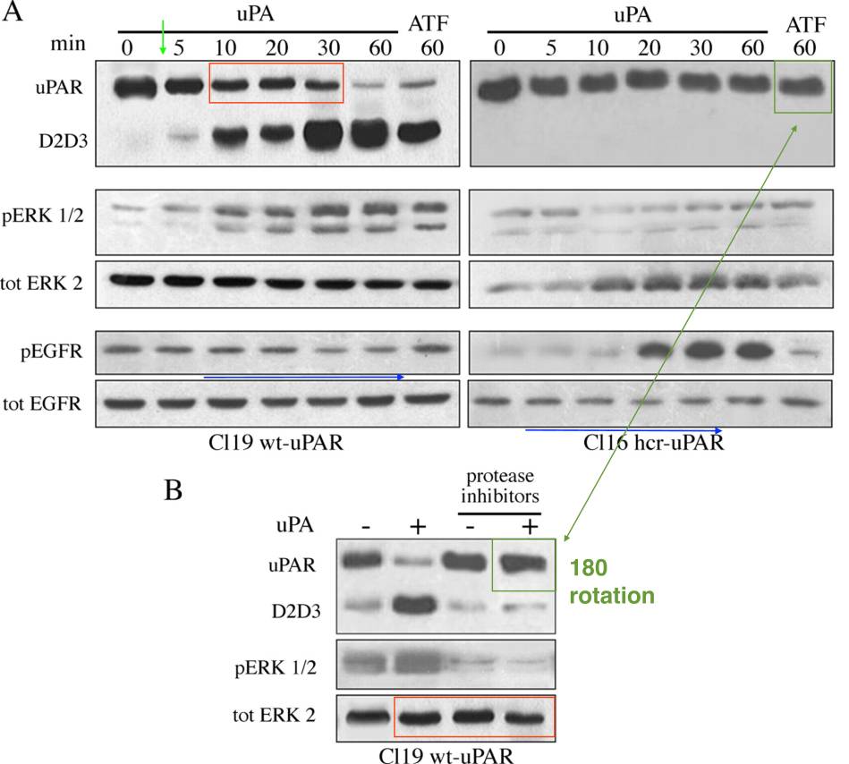 Pier Paolo and Pier Giuseppe, the titans of IFOM-IEO – For Better Science