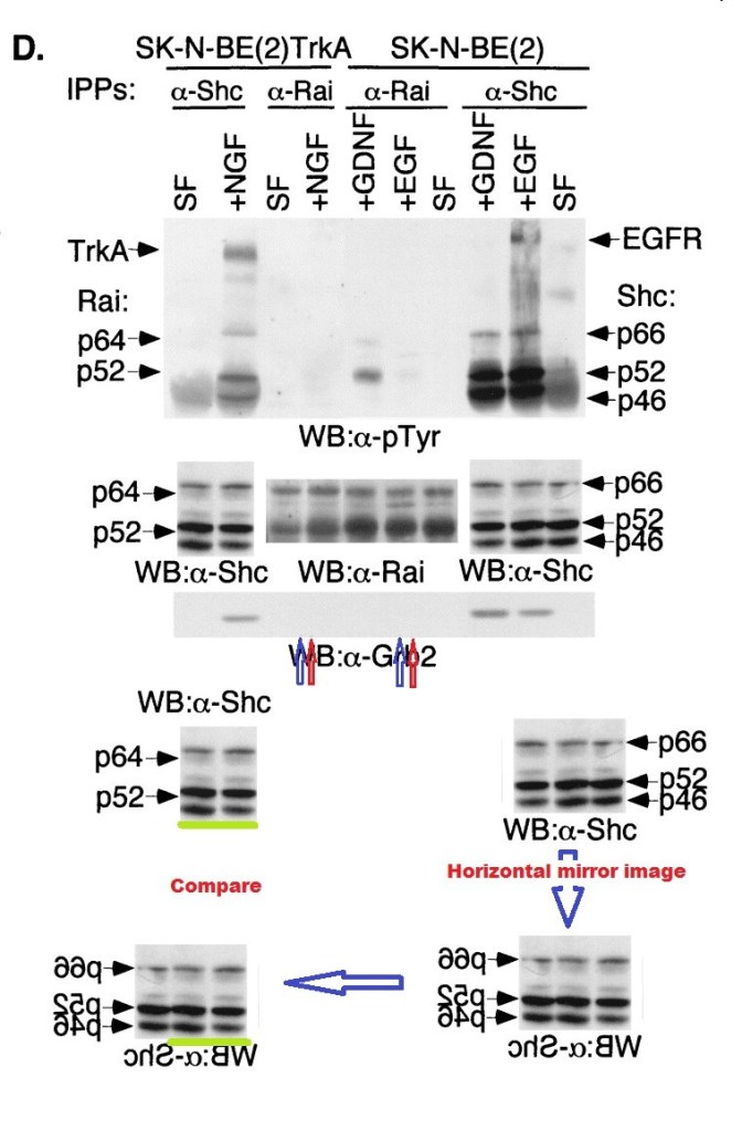Pier Paolo and Pier Giuseppe, the titans of IFOM-IEO – For Better Science