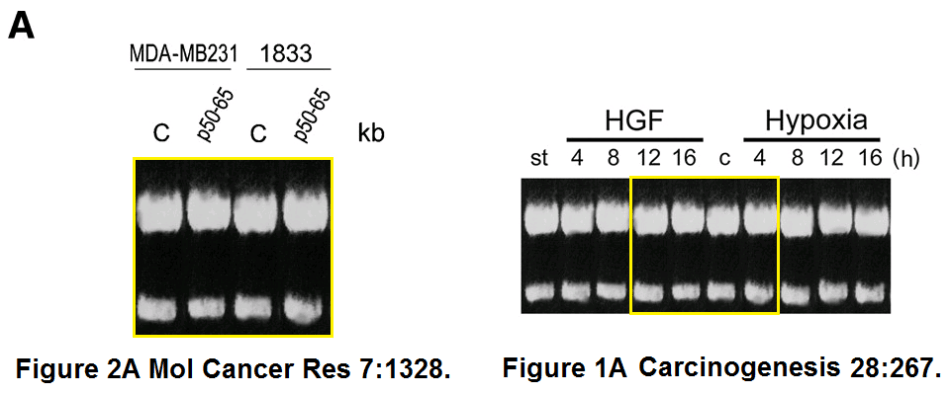 Alfonsina Desiderio and her pathological Bully Boys – For Better Science
