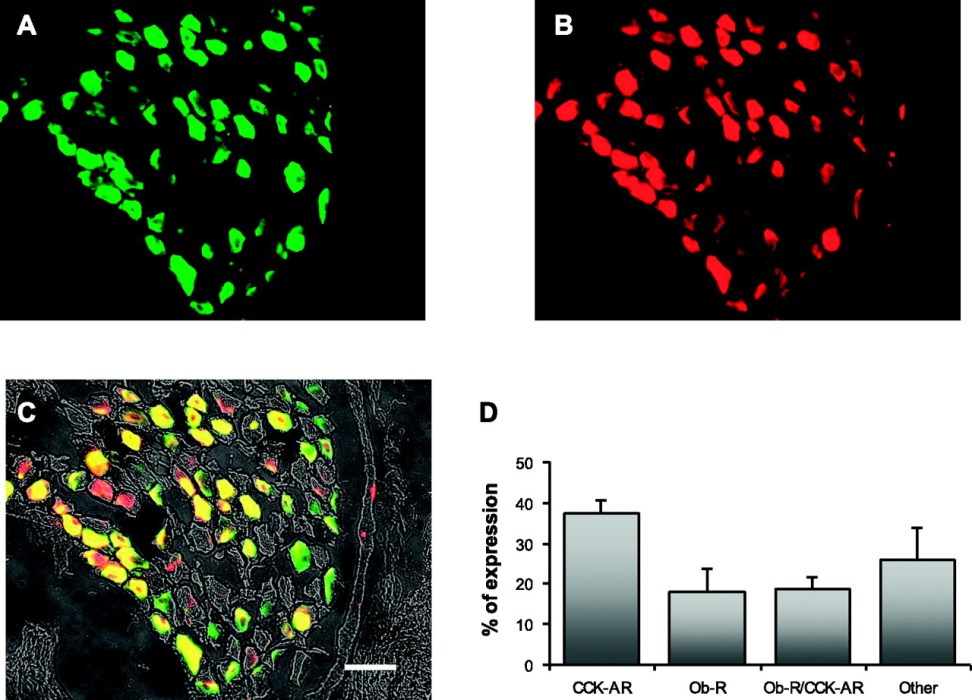 Real rats tortured for fake neuroscience – For Better Science