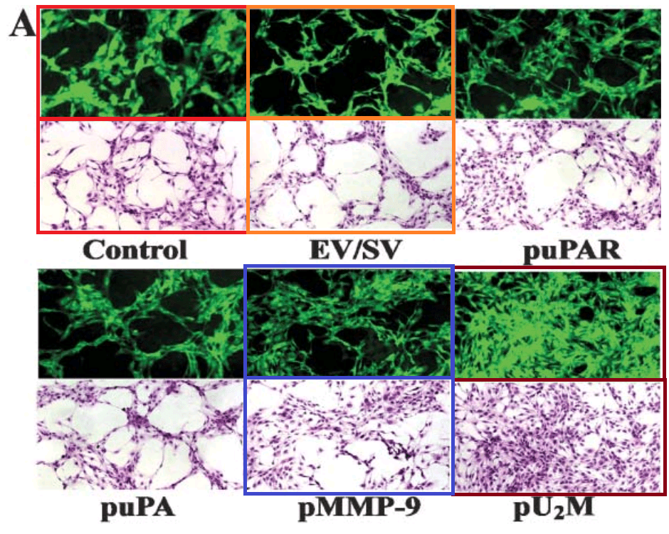 Nasty Jasti Rao, or what’s wrong with US biomedicine – For Better Science