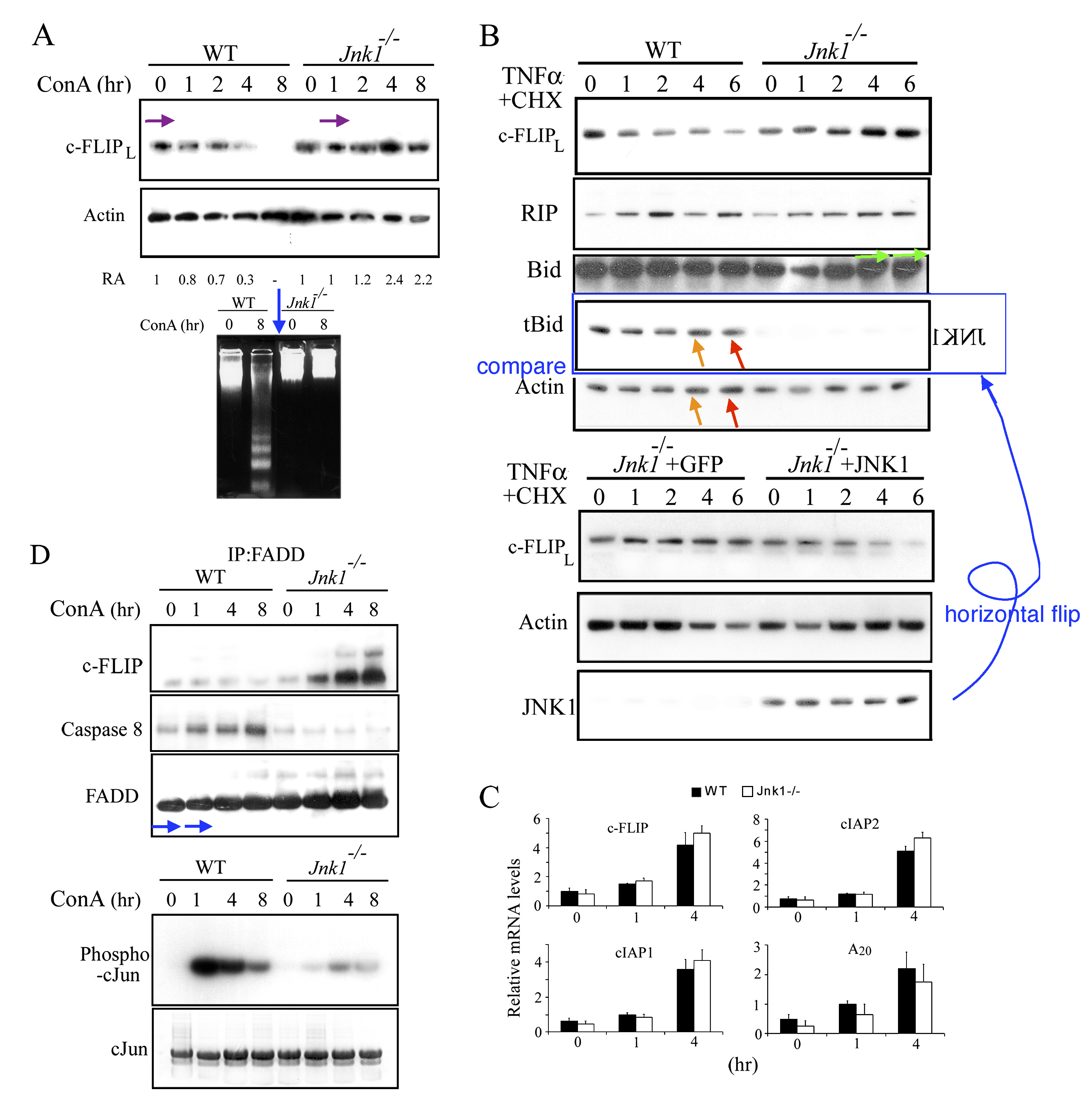 AACR conjures undead Count Fakula Michael Karin – For Better Science