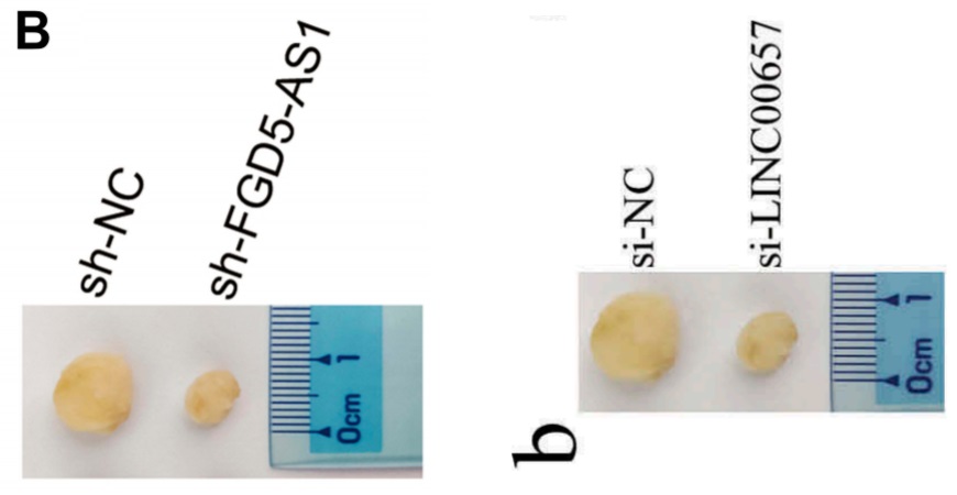 Cell Cycle of Angry Axe-Wielding Tribbles – For Better Science