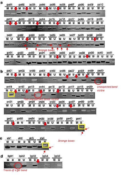 Bert Vogelstein and Heiko Hermeking mull lawsuits – For Better Science