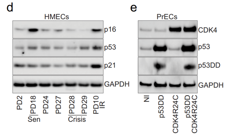 Mind over Antibody – For Better Science